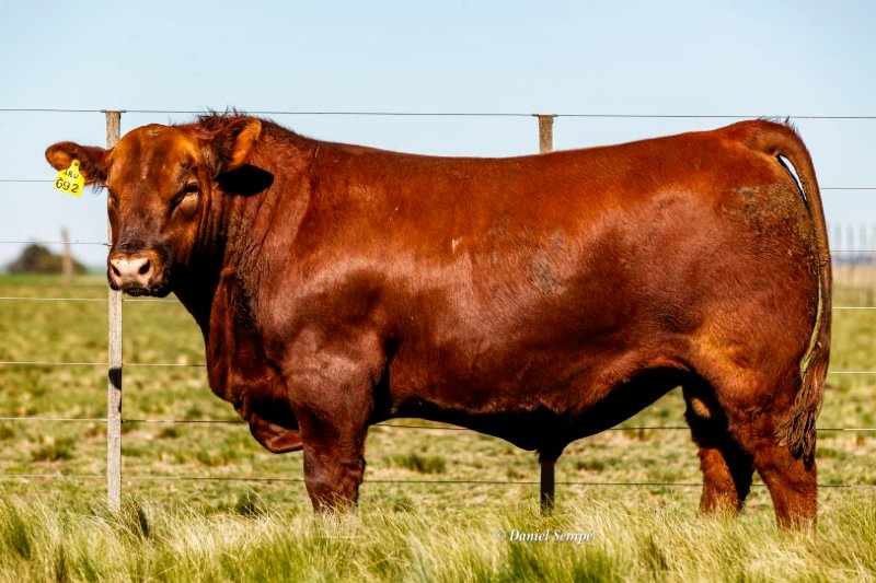 Una torada de gran calidad genética a un solo click | CAMPO total web